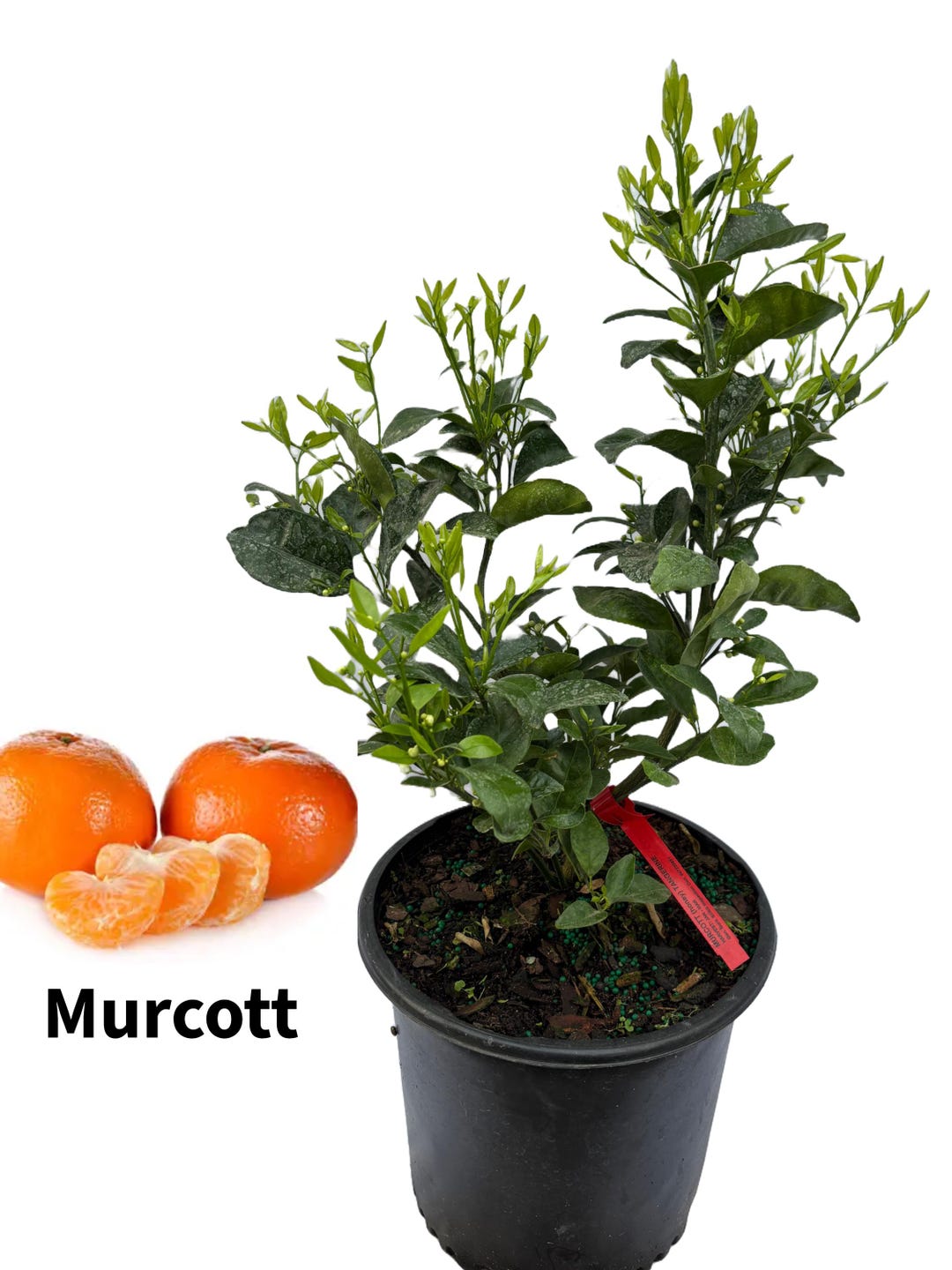 Murcott Tangerine Tree - 3 Gallon, 1-2 Feet Tall, Free Shipping ...
