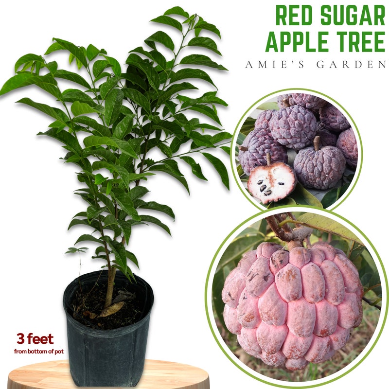 Sugar Apple Tree Thailand - Etsy