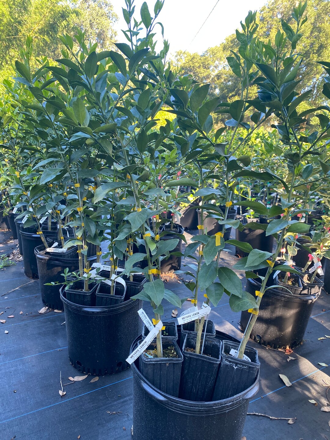 Meyers Lemon Tree - Etsy