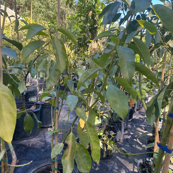 Dwarf Avocado Tree - Etsy