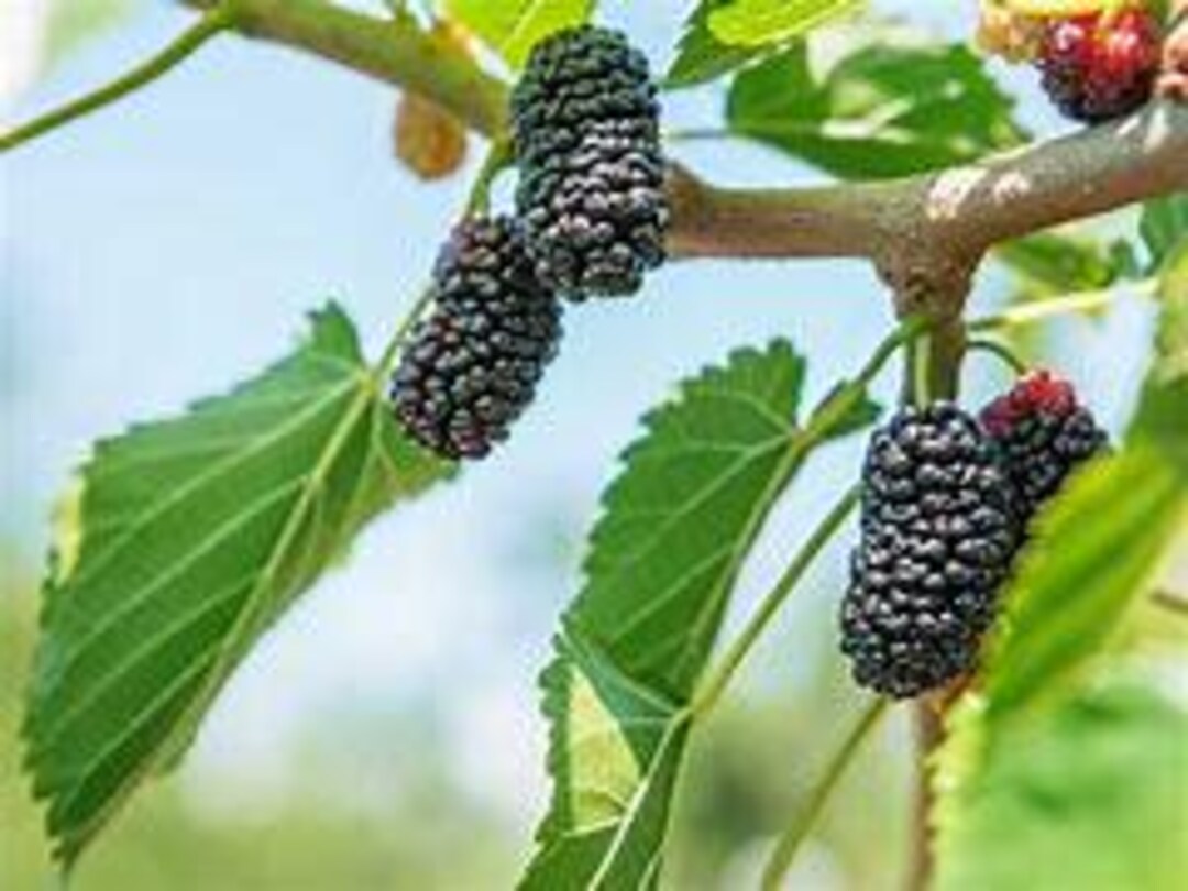 Mulberry Tree - 1 Gallon- 3 Feet Tall -everbear Mulberry- Delicious ...
