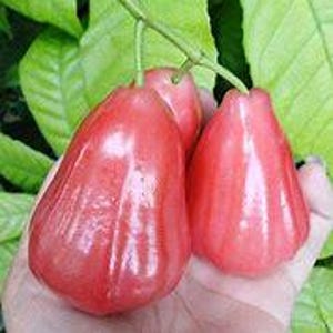 Wax Jambu Tree - Wax Apple- 3-gal-3 Feet- Potted Live Plant - Tropical ...