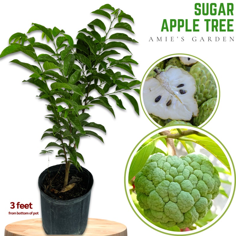 Red Sugar Apple Tree Live - Etsy