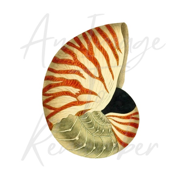 Nautilus Shell Art - Etsy