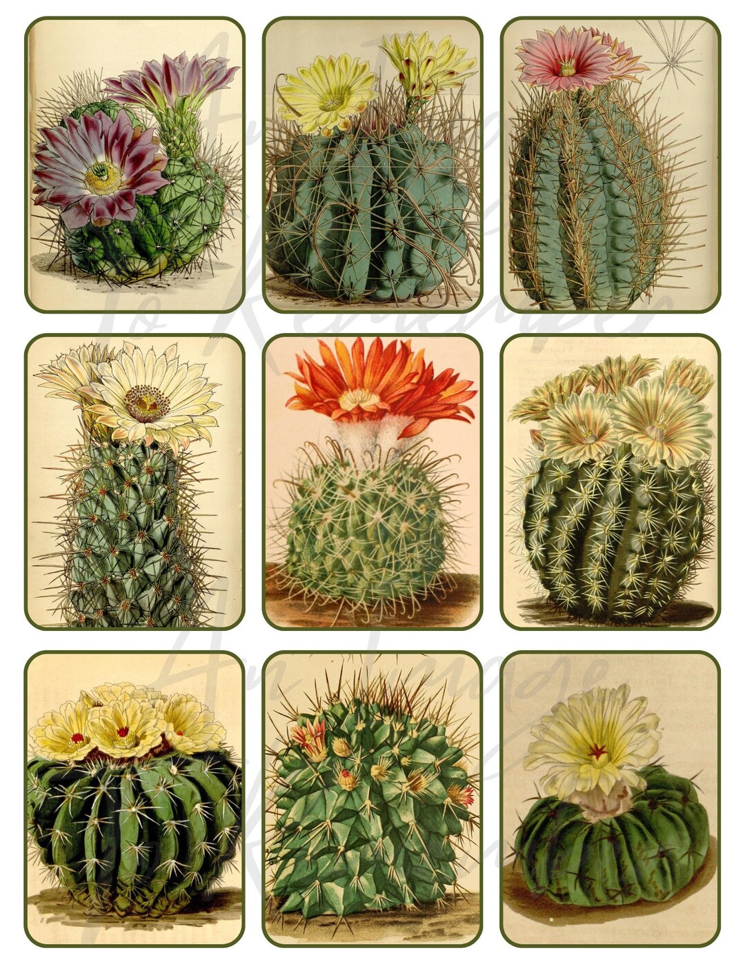 Digital Antique Cacti Collage Sheet, 1 Printable Sheet of 9 Cactus ...