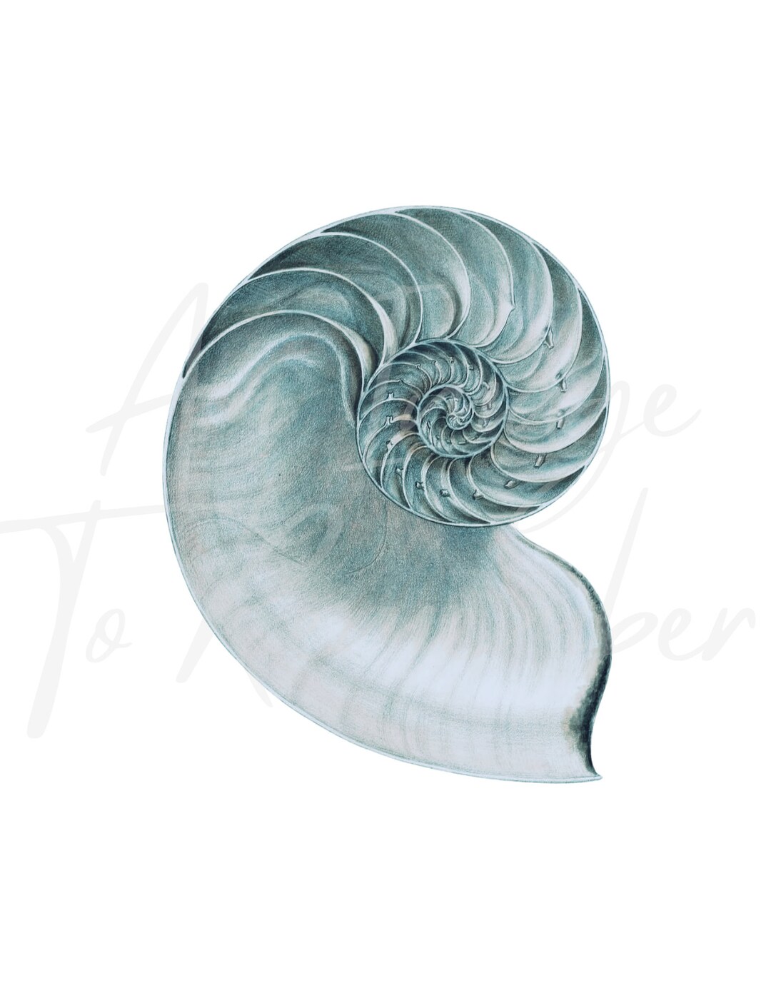 Digital Seashell Print Blue Conch Shell, Instant Download, Fossil ...