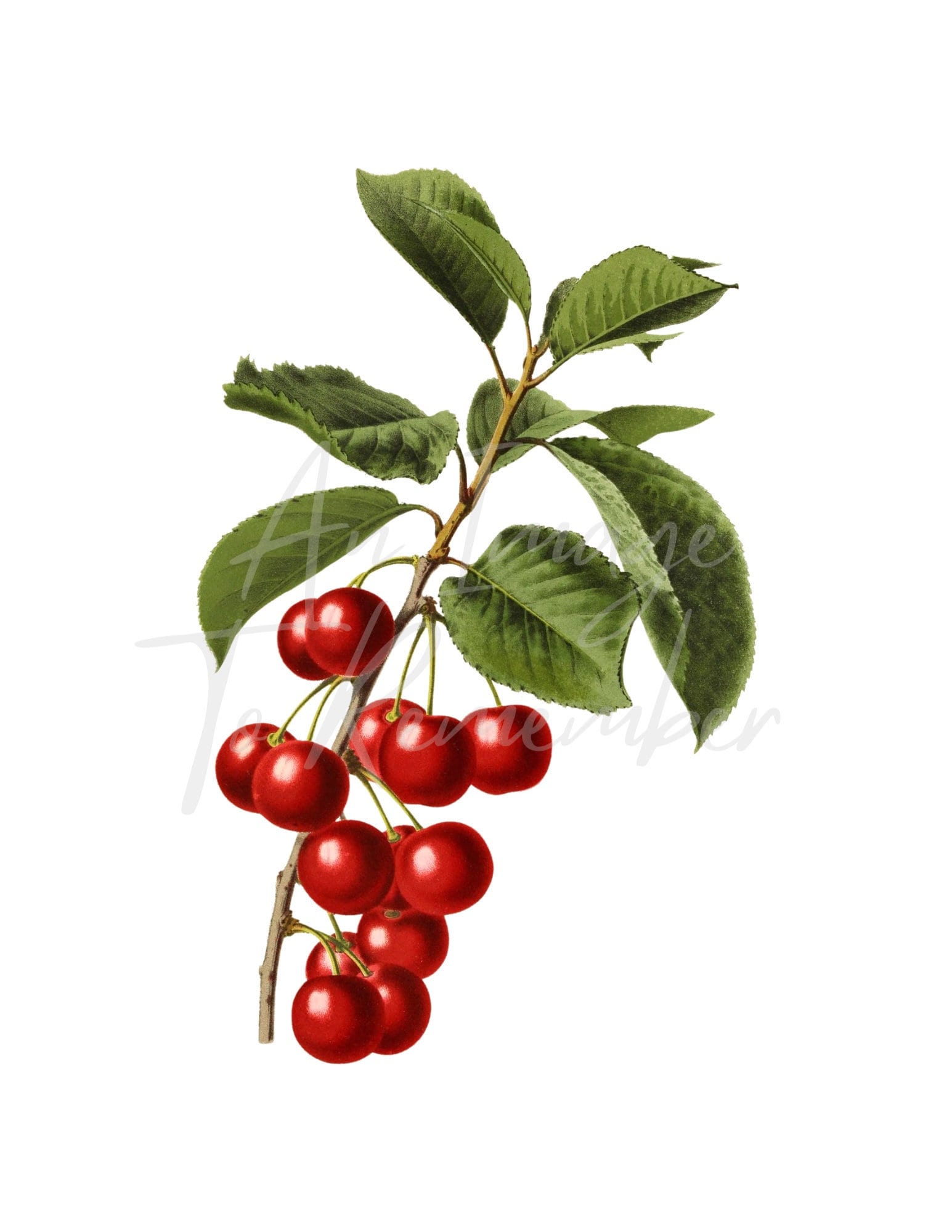 Digital Fruit Print Red Glass Glace Cherries, Red Cherries, Instant ...