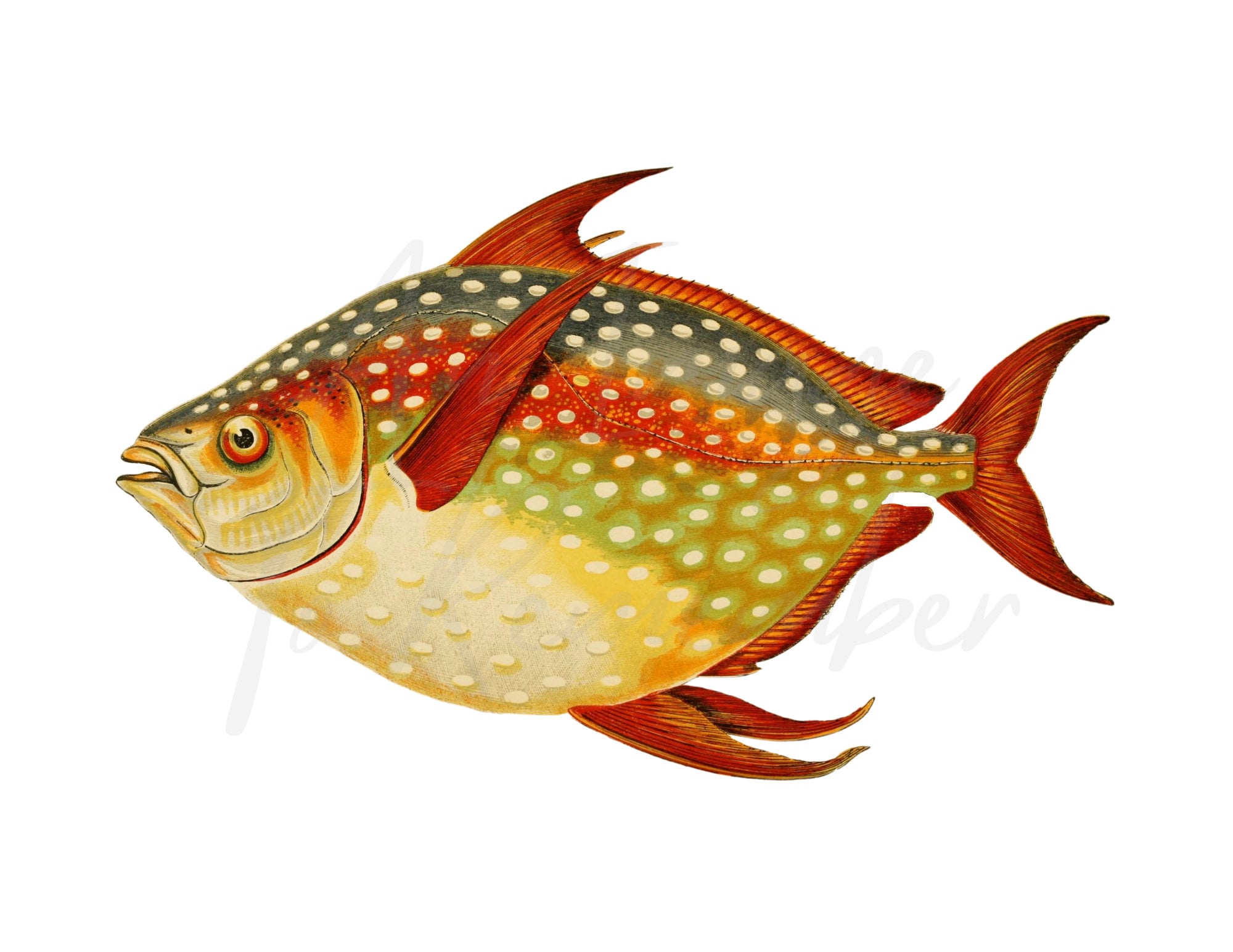 Digital Antique Fish Print Opah Fish, Instant Download, Moonfish ...