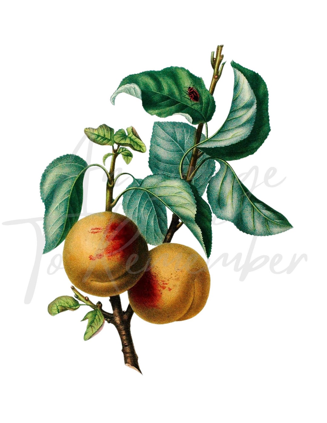 Digital Fruit Print Apricots, Instant Download, Vintage Botanical ...