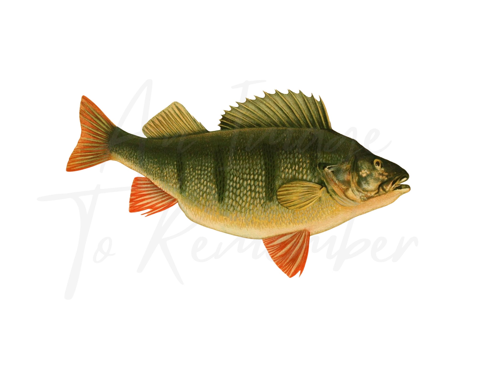Digital Antique Perch Fish Print, Instant Download, Vintage Perch Fish ...