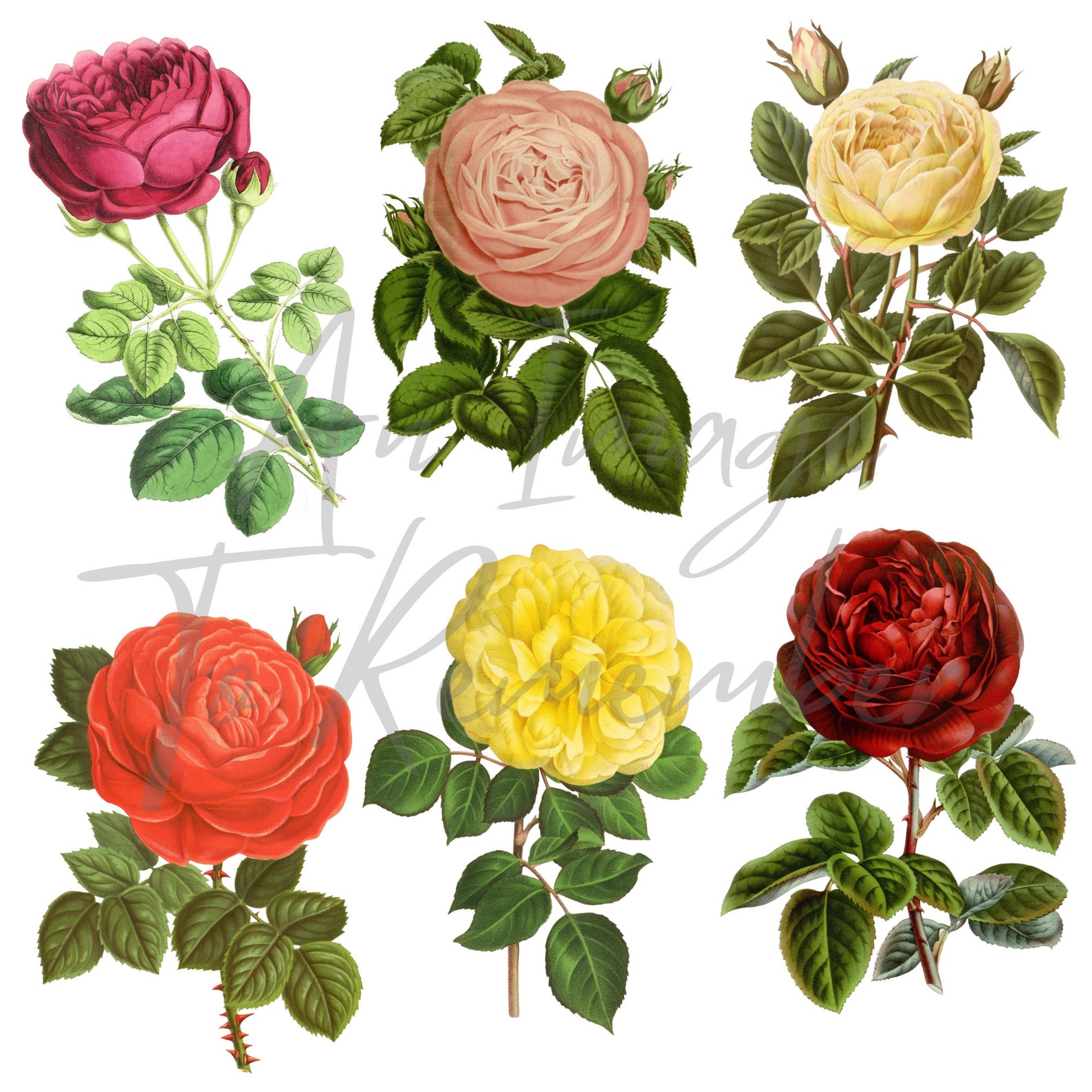 Vintage Clip Art Roses, 24 Floral Images, Digital Instant Download ...