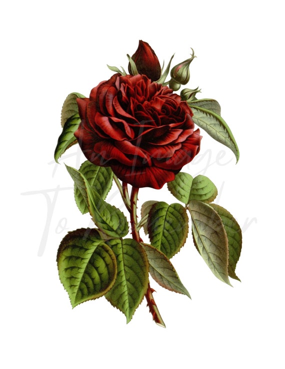 Vintage Red Rose Clip Art