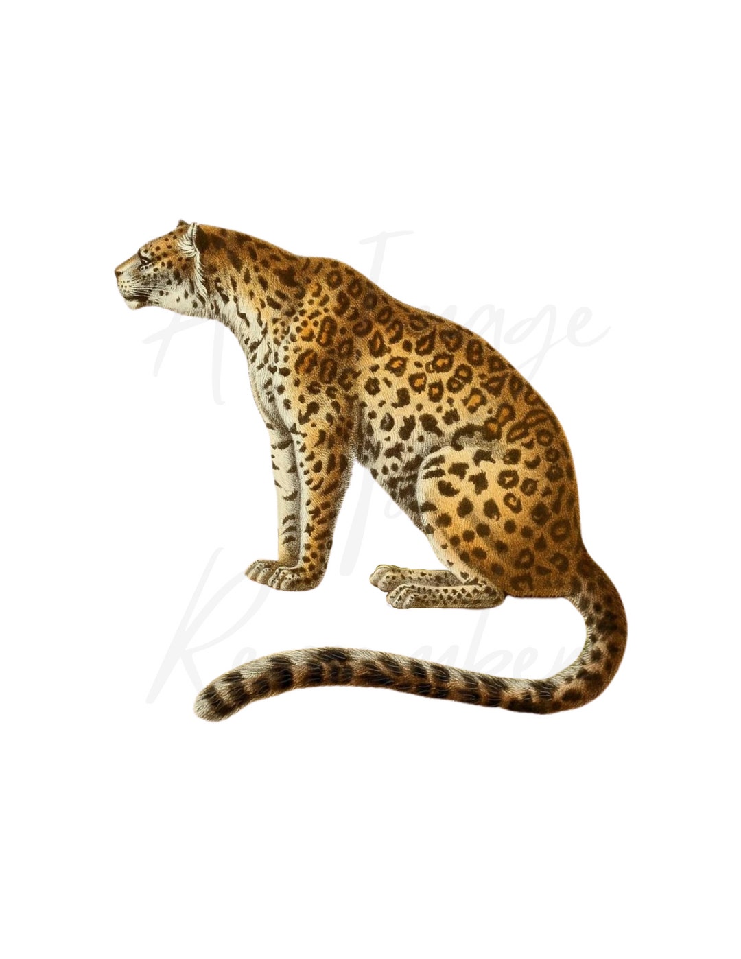 Digital Image Chinese Leopard, Instant Download, Wild Animal Clip Art ...