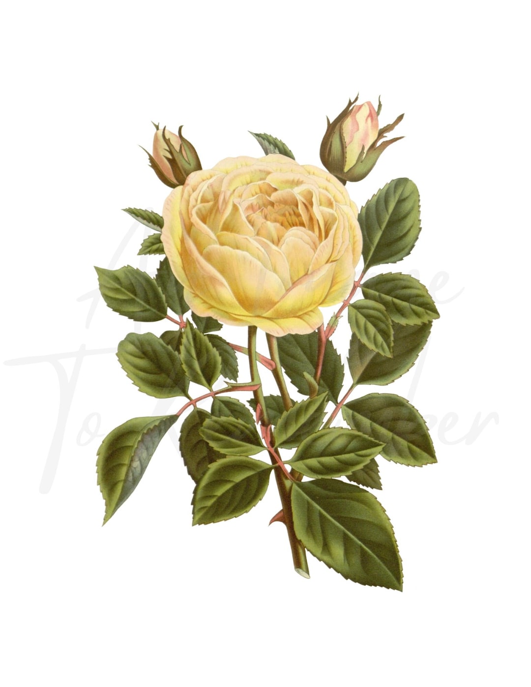 Digital Antique Yellow Rose Clip Art, Instant Download, Yellow Flowers ...
