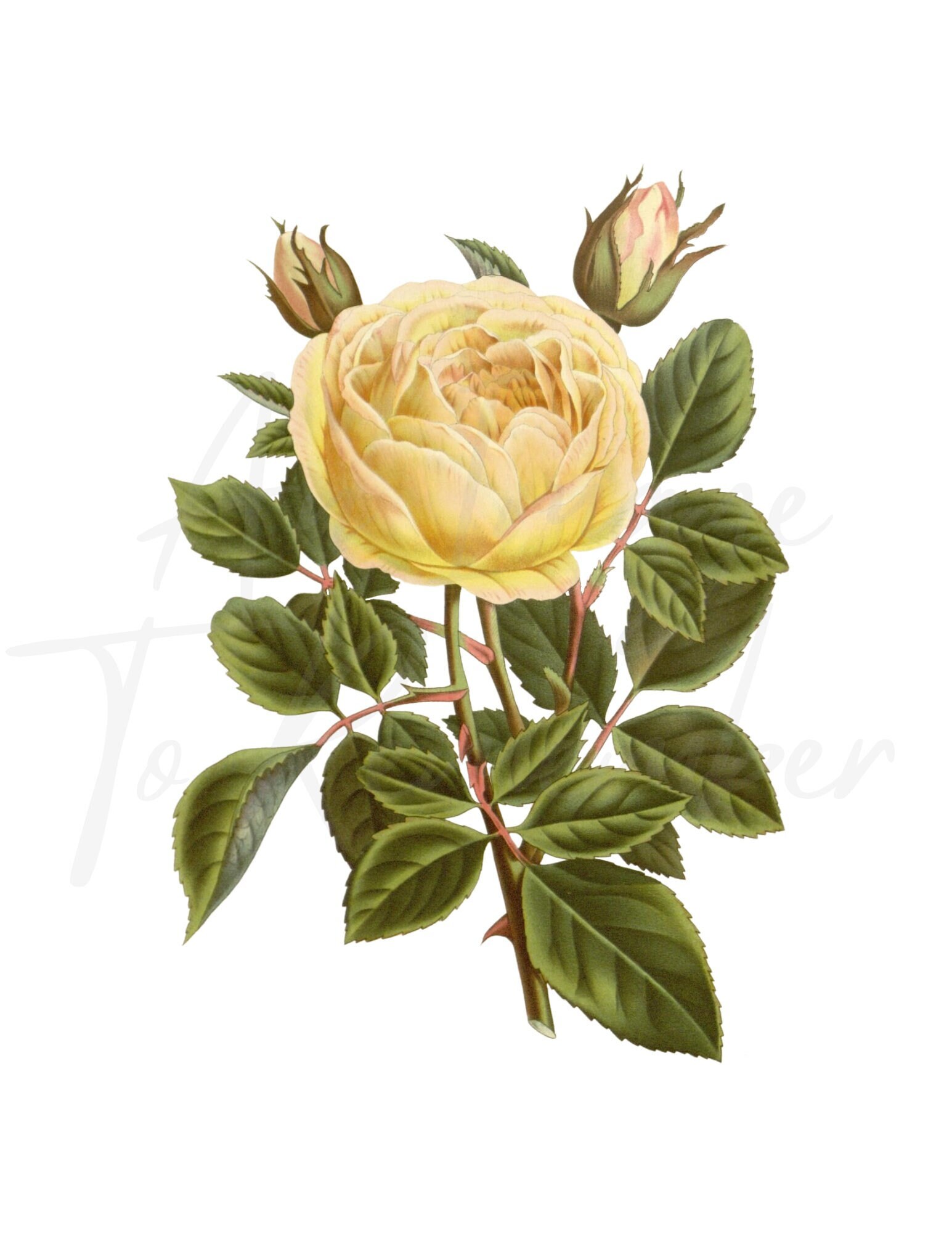 Digital Antique Yellow Rose Clip Art, Instant Download, Yellow Flowers ...