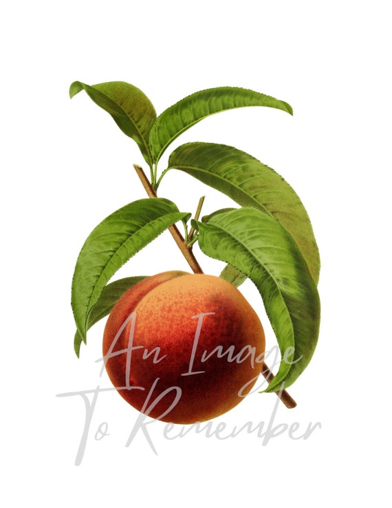 Digital Fruit Print Peach Instant Download Vintage - Etsy