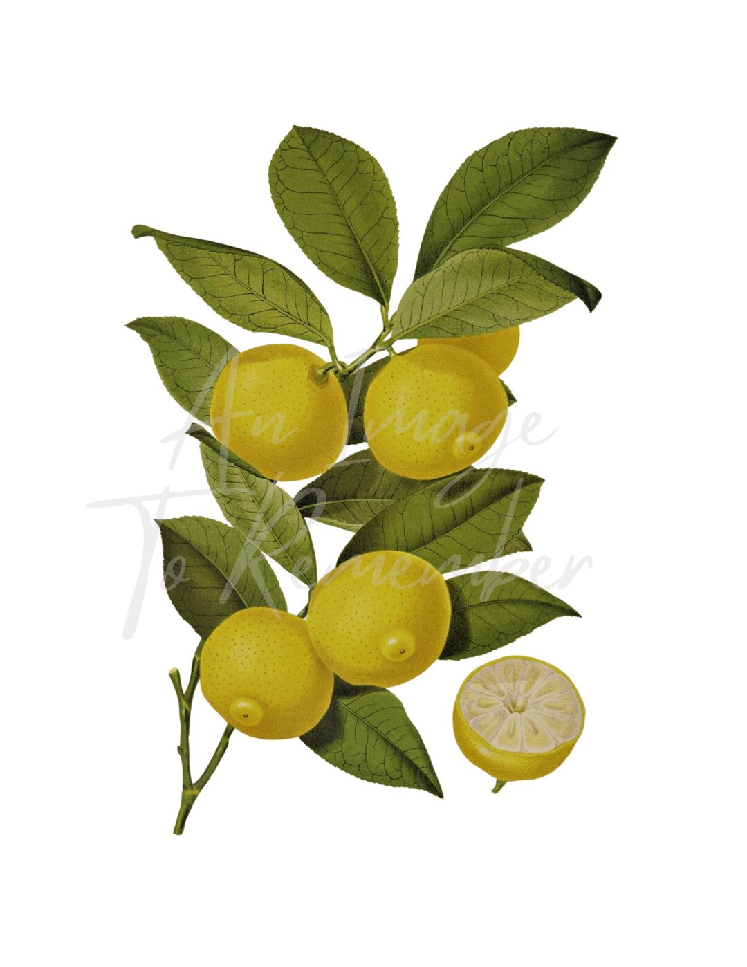 Digital Lemon Print Yellow Lemon Tree Instant Download Vintage Botanical Fruit Print
