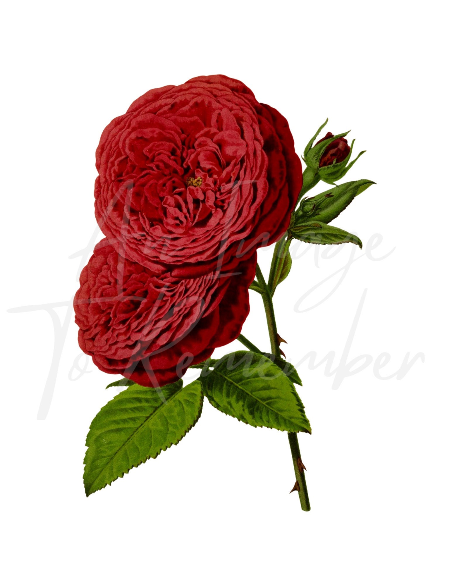 Vintage Red Rose Clip Art