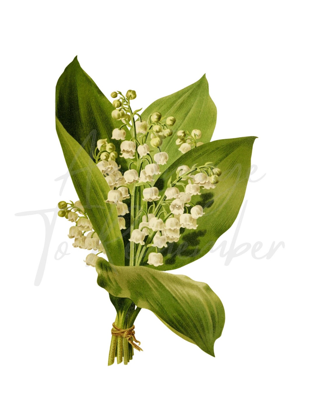 Digital Flower Print Lily of the Valley, Lilies of the Valley, Clipart ...