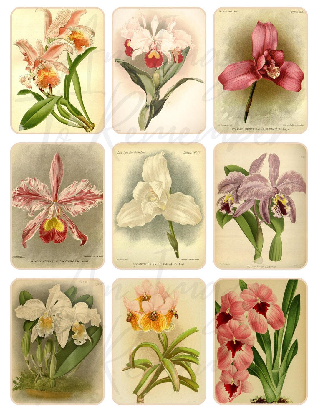 Digital Antique Orchid Flowers Collage Sheet, 1 Printable Sheet of 9 ...