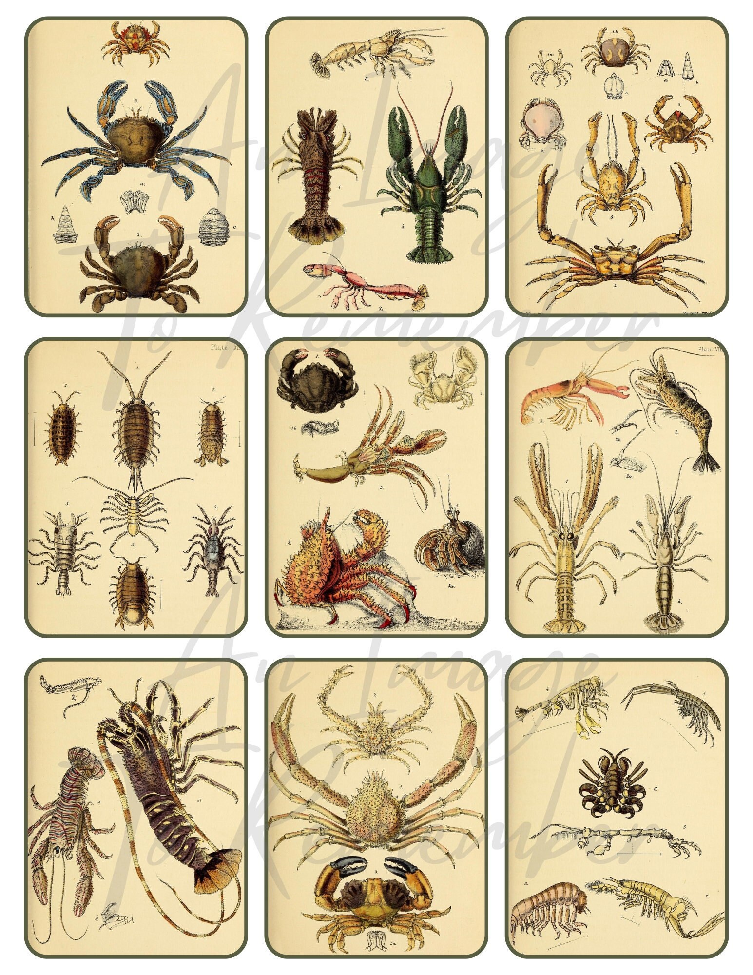 Hoja de collage de crustáceos antiguos digitales, 1 hoja imprimible de ...