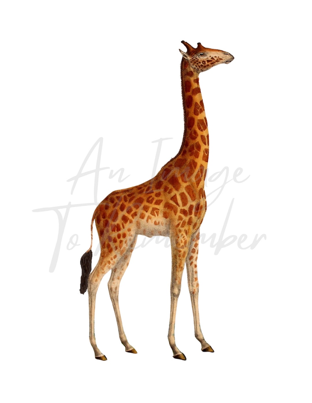 Digital Image African Giraffe, Instant Download, Wild Animal Clip Art ...