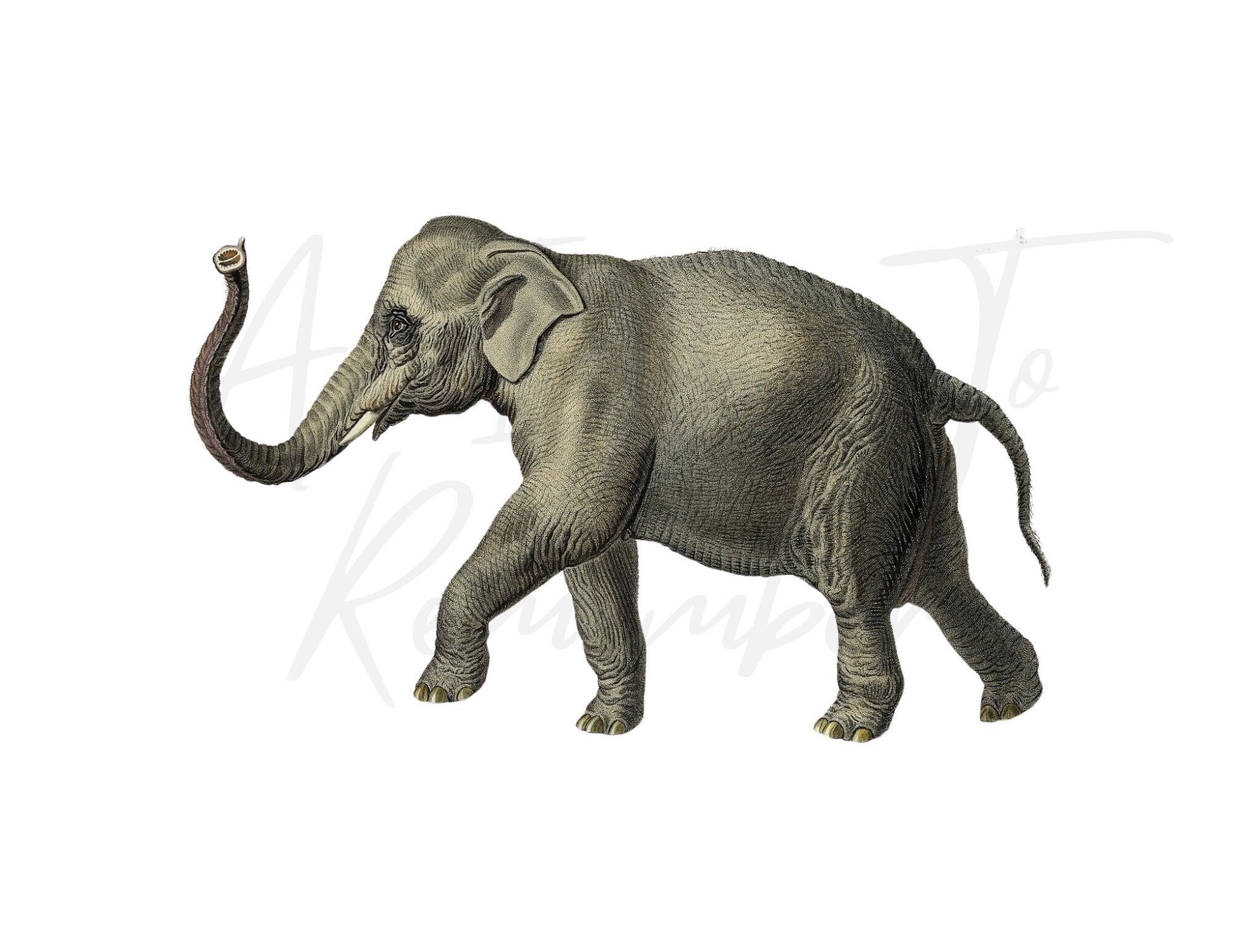 Digital Image Elephant, Instant Download, Wild Animal Clip Art, Jungle ...