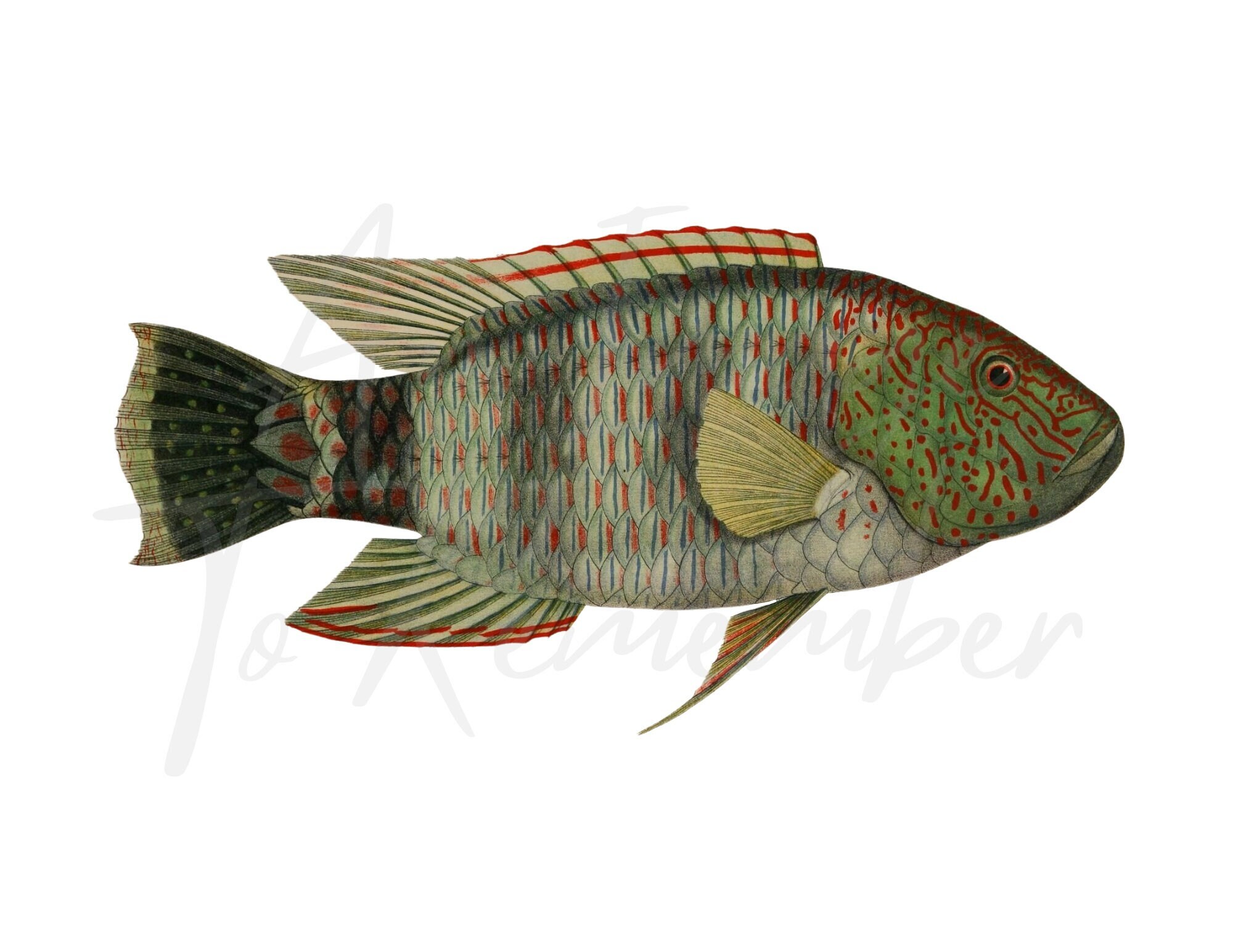 Digital Antique Fish Print Instant Download, Tripletail Wrasse, Marine ...