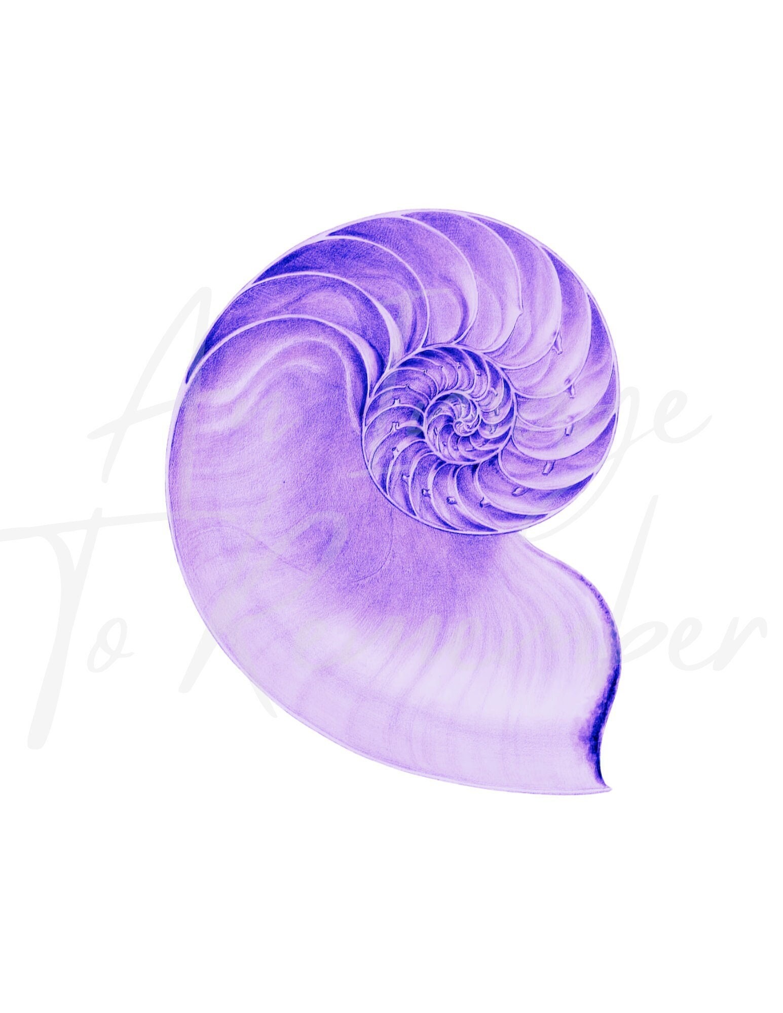 Purple Sea Shell Clip Art