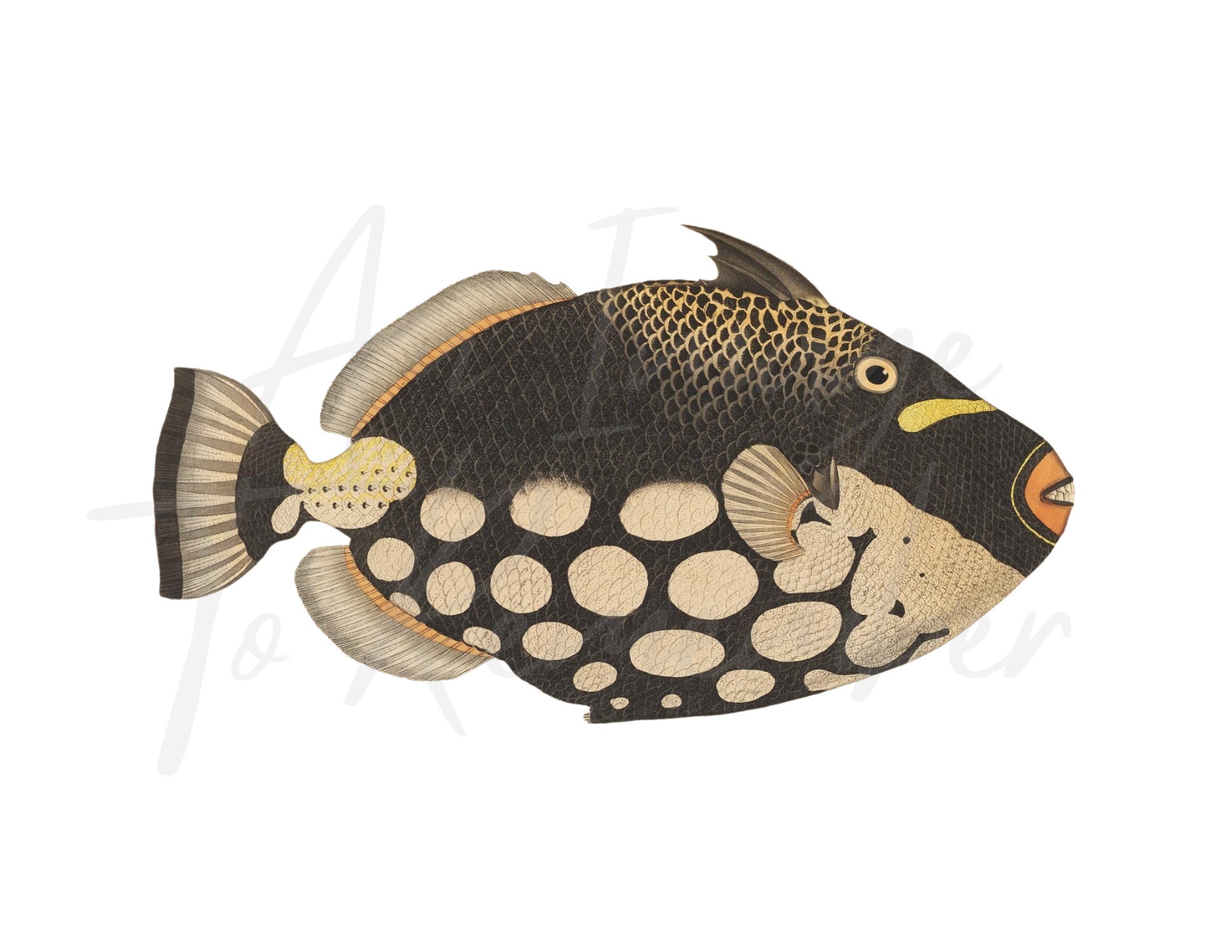 Digital Antique Fish Print Clown Triggerfish, Big Spotted Fish ...