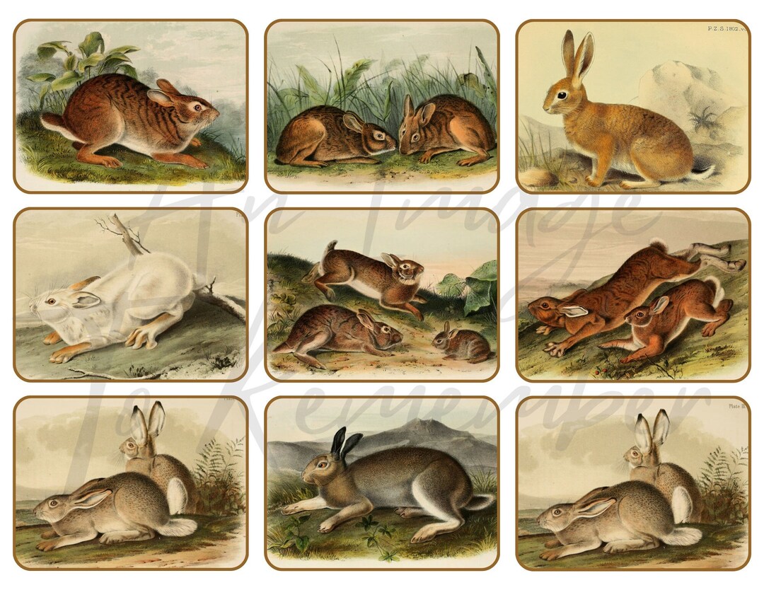 Digital Antique Hares and Rabbits Collage Sheet, 1 Printable Sheet of 9 ...