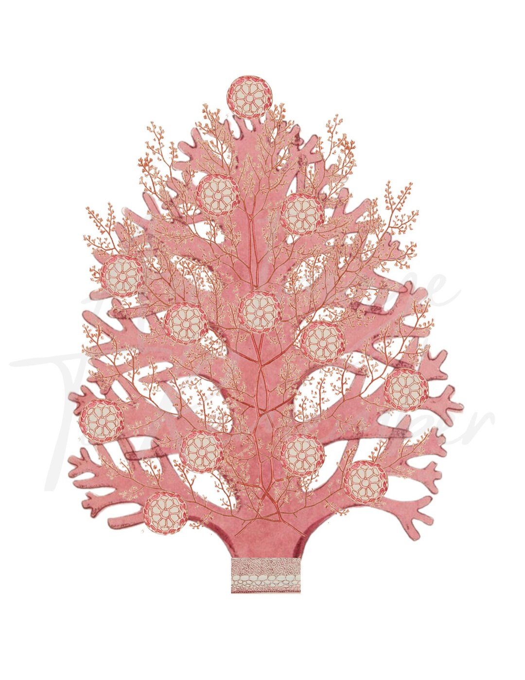 Digital Antique Pink Coral Christmas Tree Design, Ocean Art, Sea Plants ...