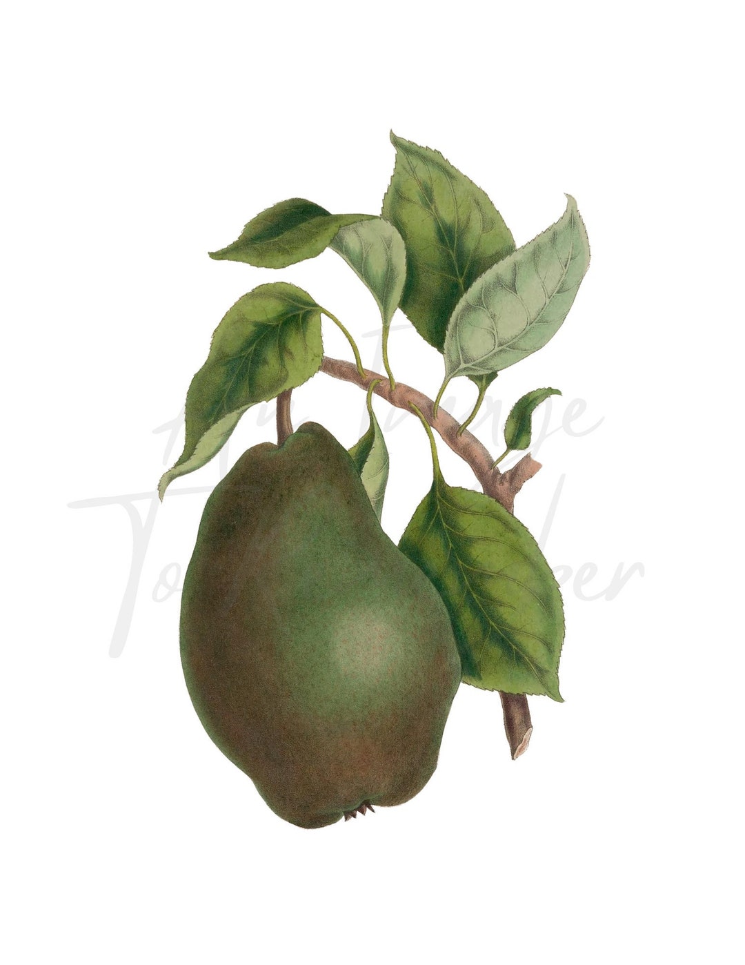 Digital Fruit Print Pear Print, Instant Download, Vintage Botanical ...