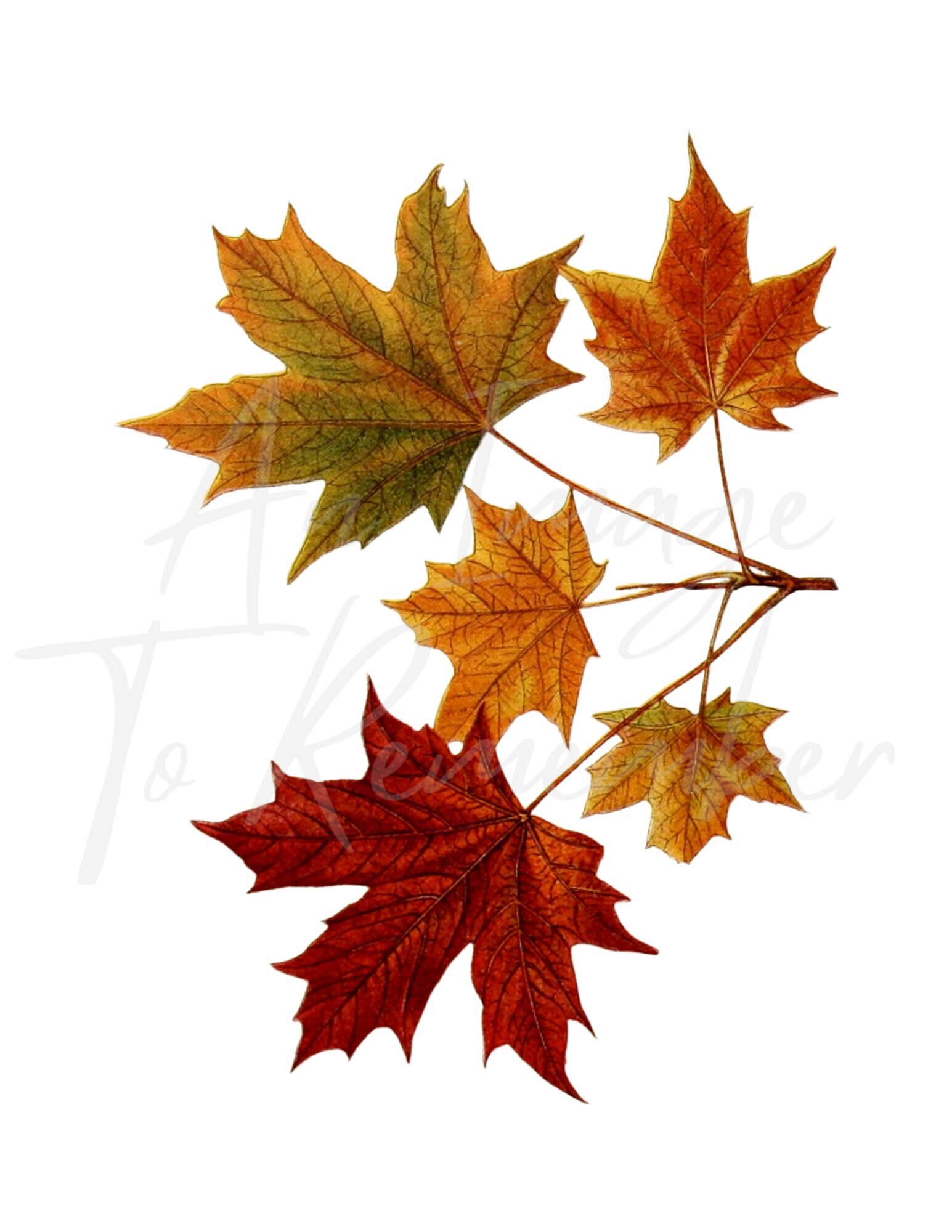 Digital Botanical Print, Branch of Autumn Leaves, Fall, Seasonal ...