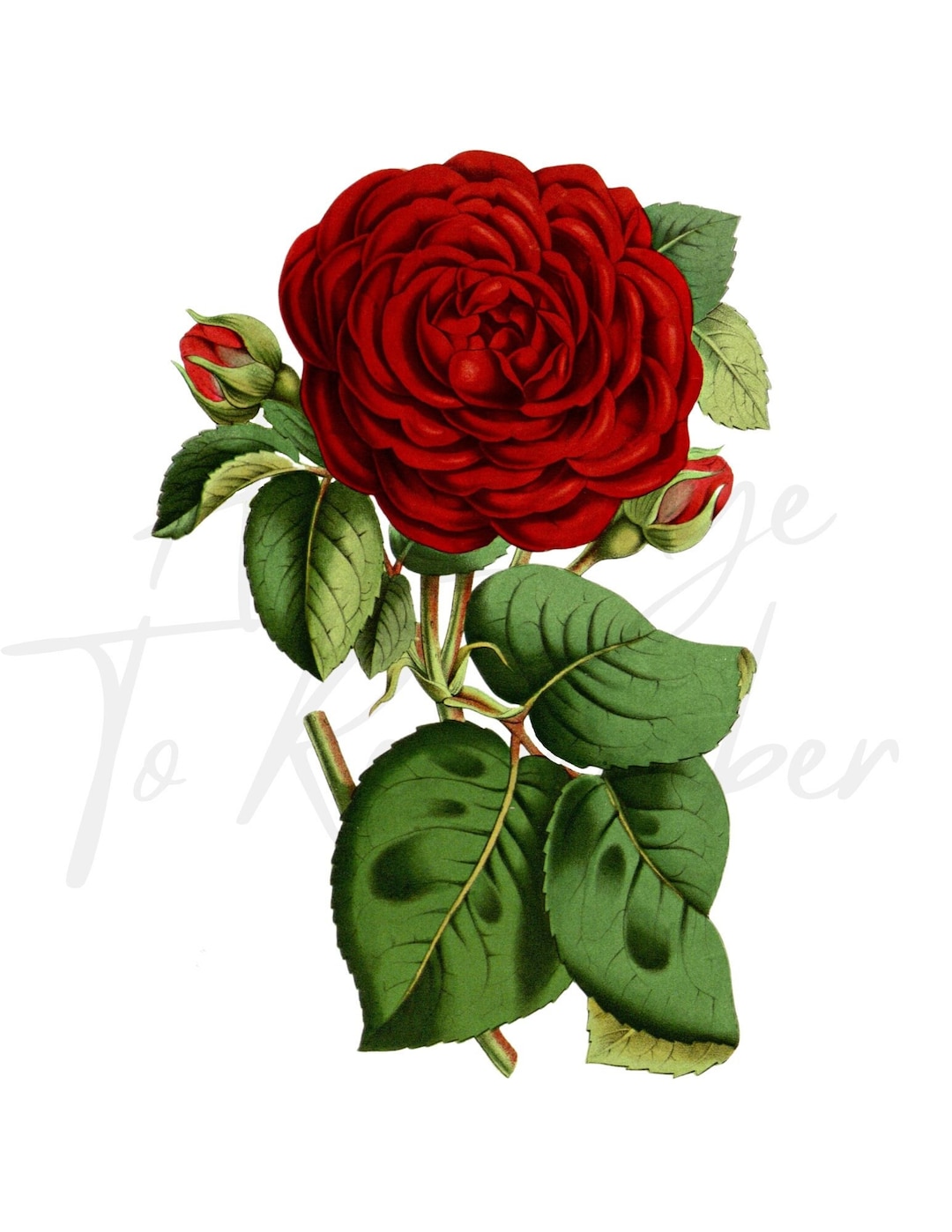 Digital Antique Red Rose Clip Art, Instant Download, Red Flowers ...