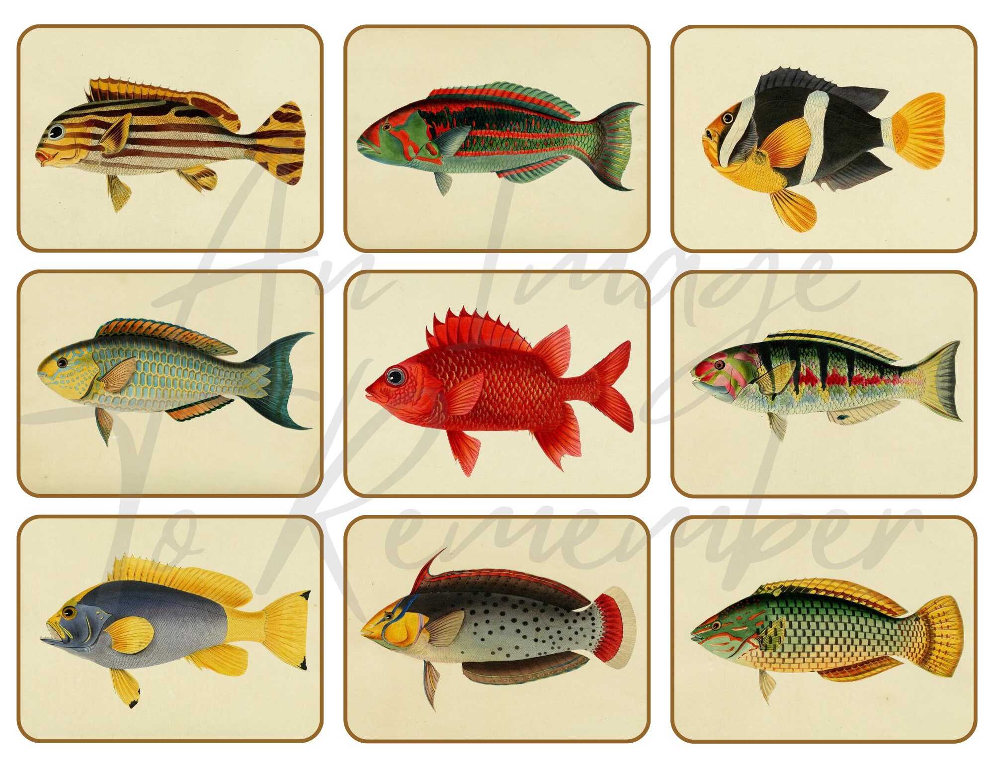 Digital Antique Colorful Fish Collage Sheets, 2 Sheets, 18 Images of ...