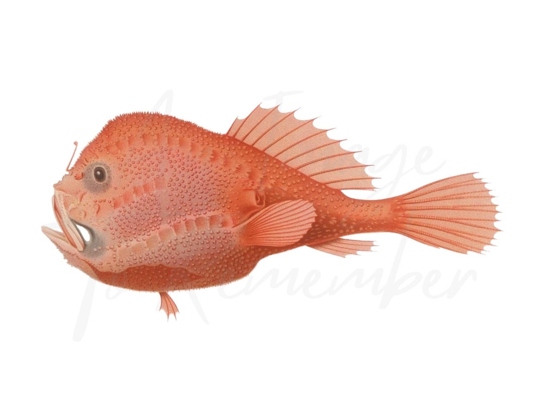 Digital Antique Fish Print Chaunax Coloratus Garman, Rosy Pink Red ...