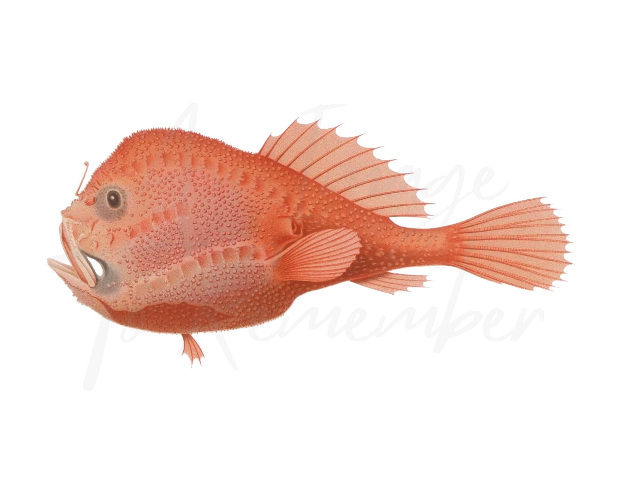 Digital Antique Fish Print Chaunax Coloratus Garman, Rosy Pink Red ...