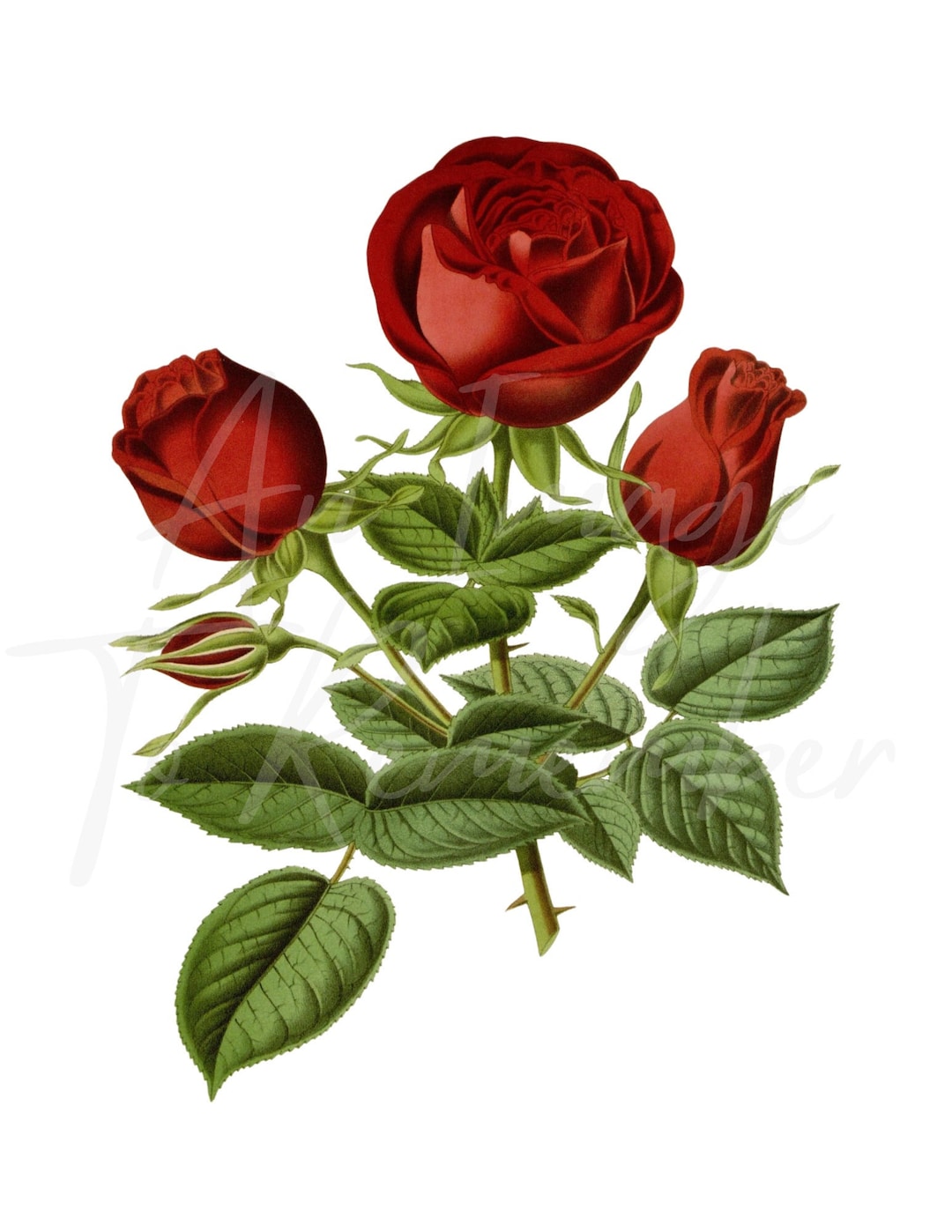 Digital Antique Red Rose Clip Art, Instant Download, Red Roses, Antique ...