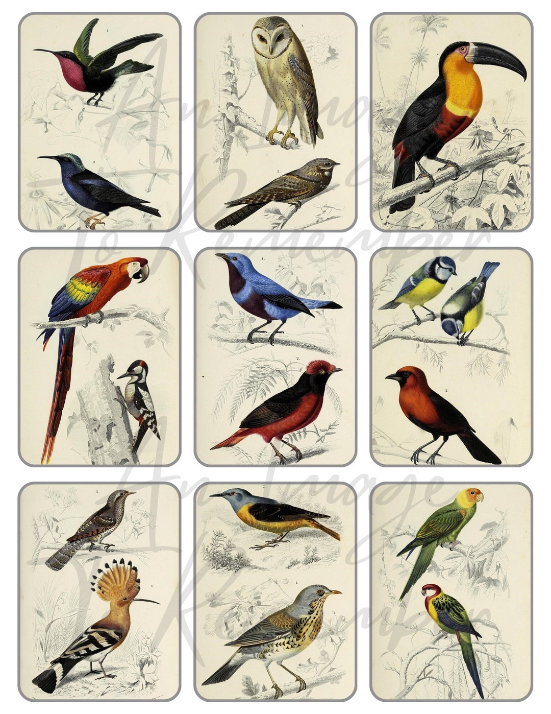 Digital Antique Bird Collage Sheets, 2 Sheets, 18 Antique Printable ...