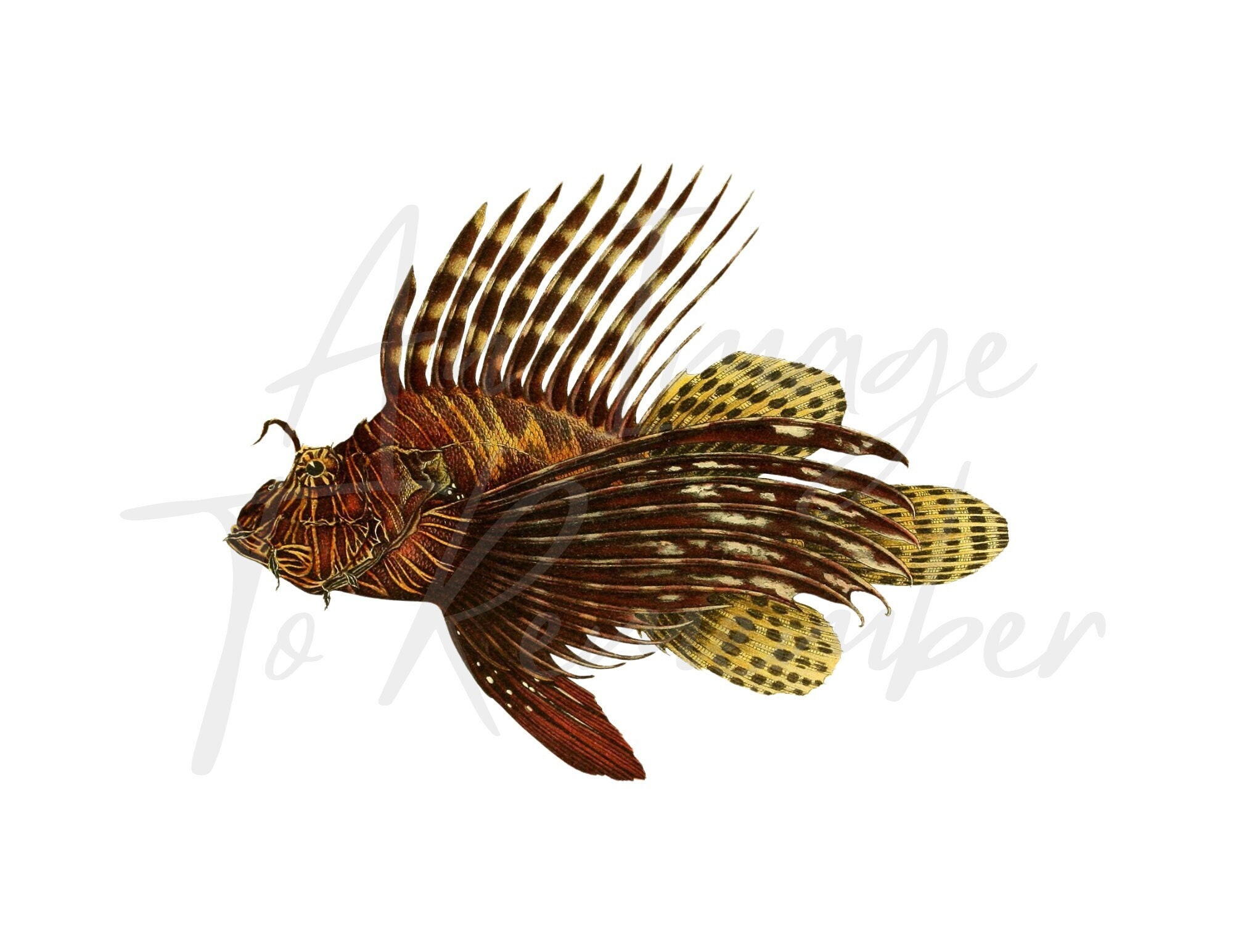 Digital Antique Fish Print Lionfish, Pterois Volitans, Samoan Coral ...