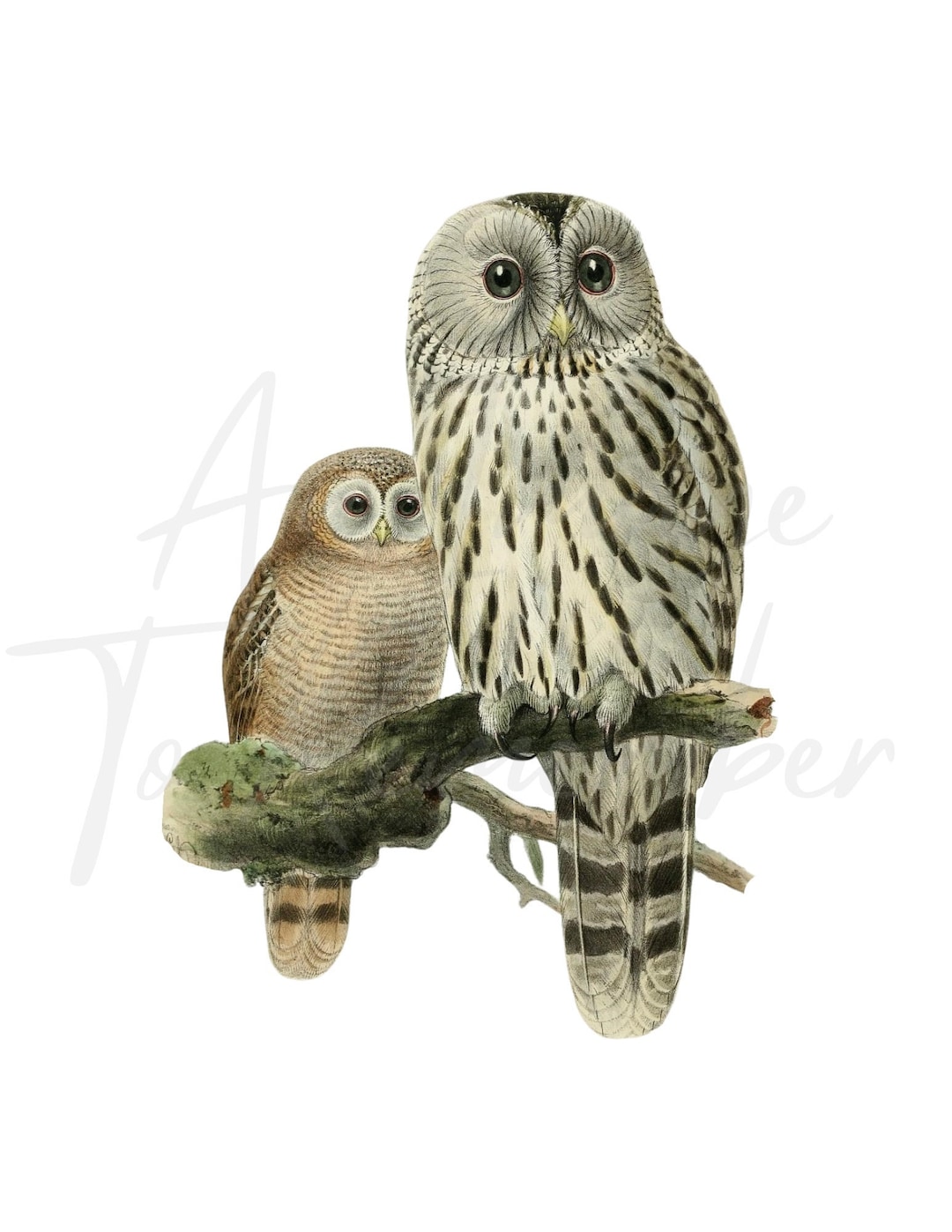 Digital Bird Print Ural Owls, Owl and Owlet, Bird of Prey, Antique Owl ...