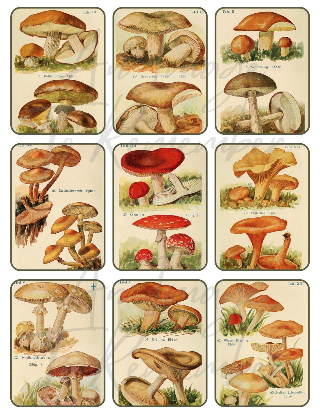 Digital Antique Mushroom Collage Sheet 1 Printable Sheet Of 9 Images