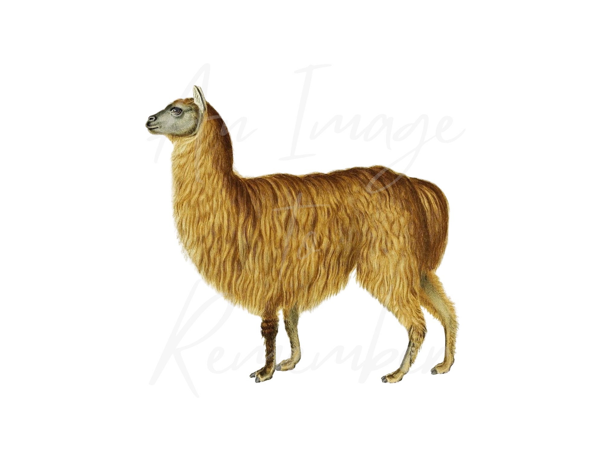 Digital Image Alpaca, Instant Download, Wild Animal Clip Art, Antique ...
