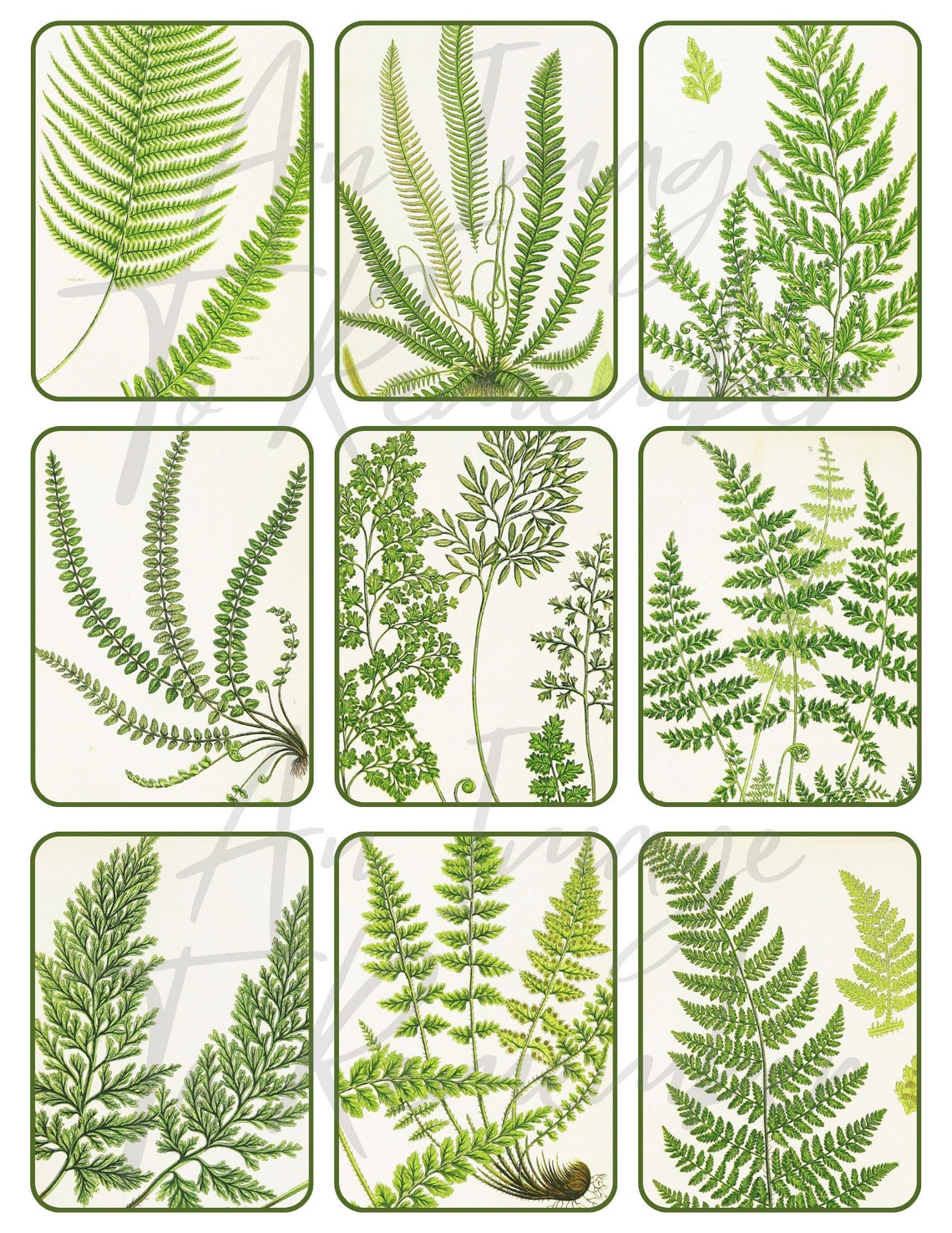 Digital Antique Ferns Collage Sheets, 2 Sheets, 18 Images of Fern ...