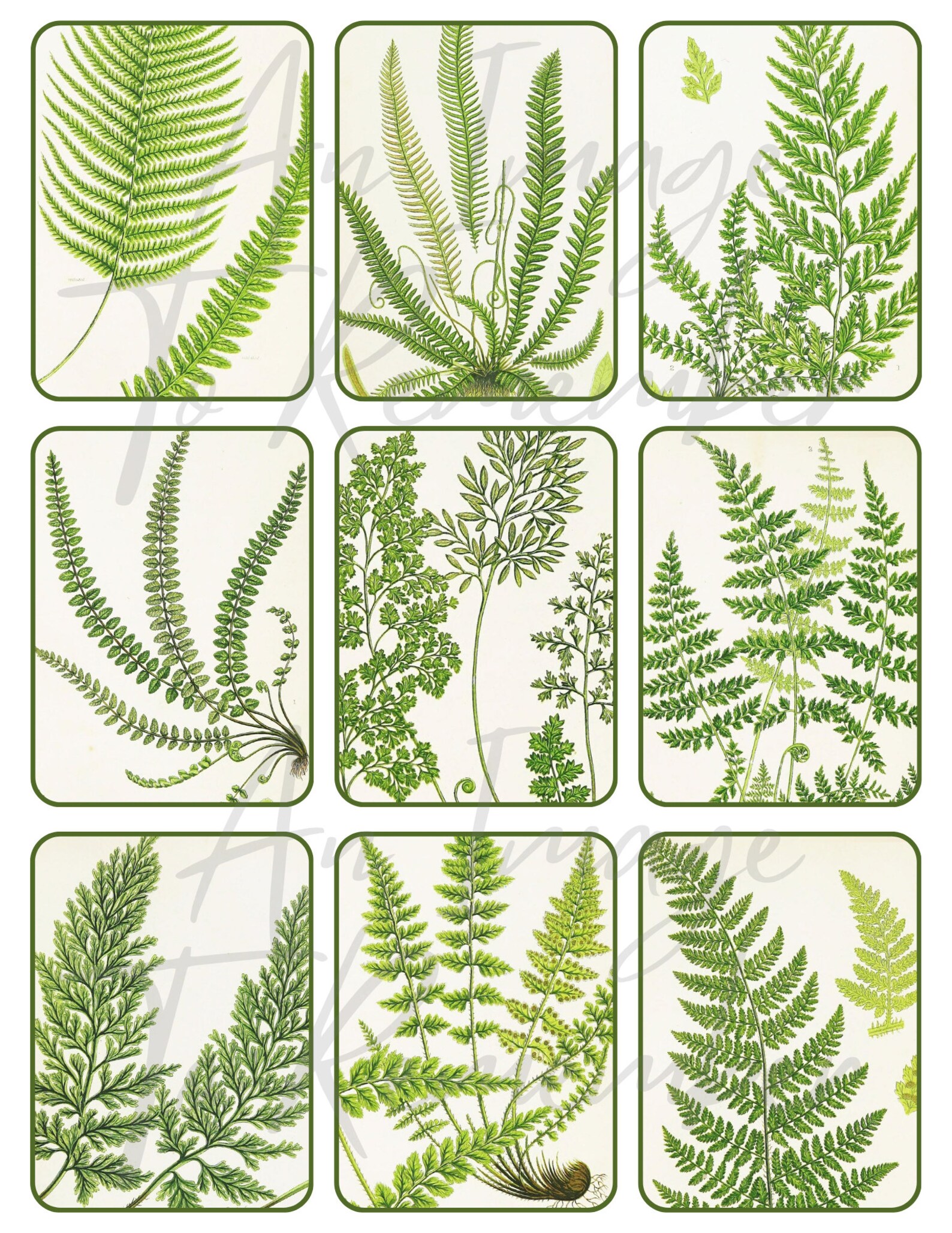 Digital Antique Ferns Collage Sheets, 2 Sheets, 18 Images of Fern ...