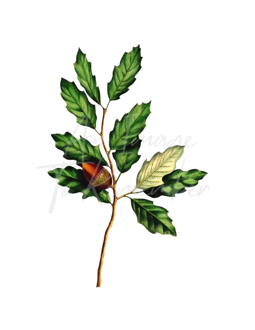 Rocky Mountain Oak Tree Branch and Acorn Digital Print, Autumn, Instant ...