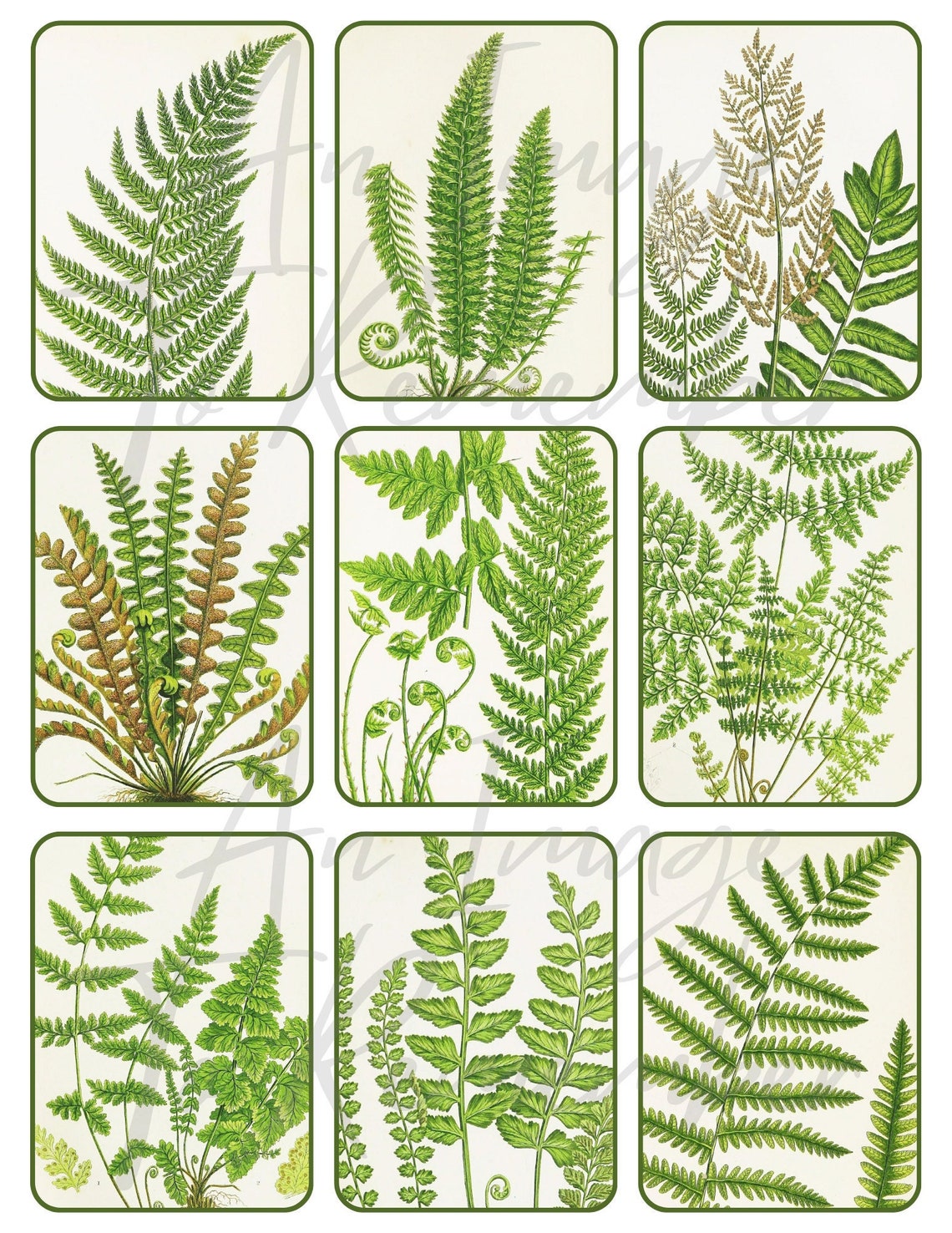 Digital Antique Ferns Collage Sheets, 2 Sheets, 18 Images of Fern ...