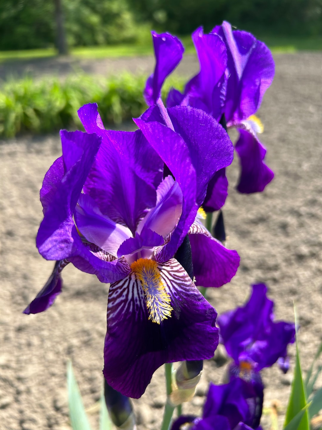 Gamma’s Iris - 2 Rhizome/tuber/bulb - Etsy