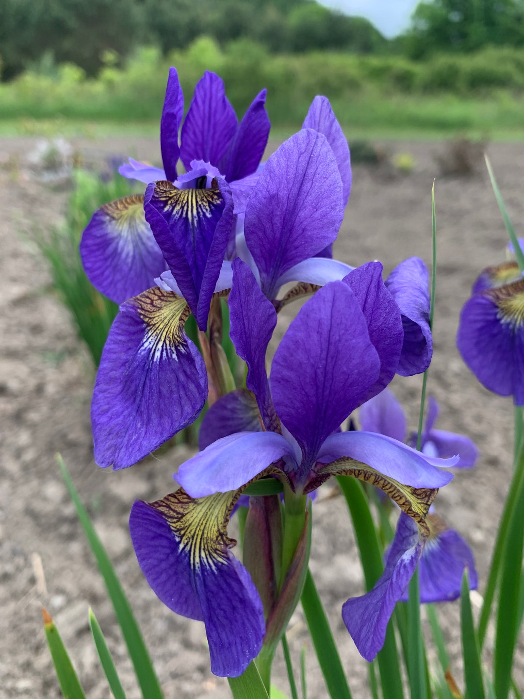 Gamma’s Siberian Iris - Package of 10 - Etsy